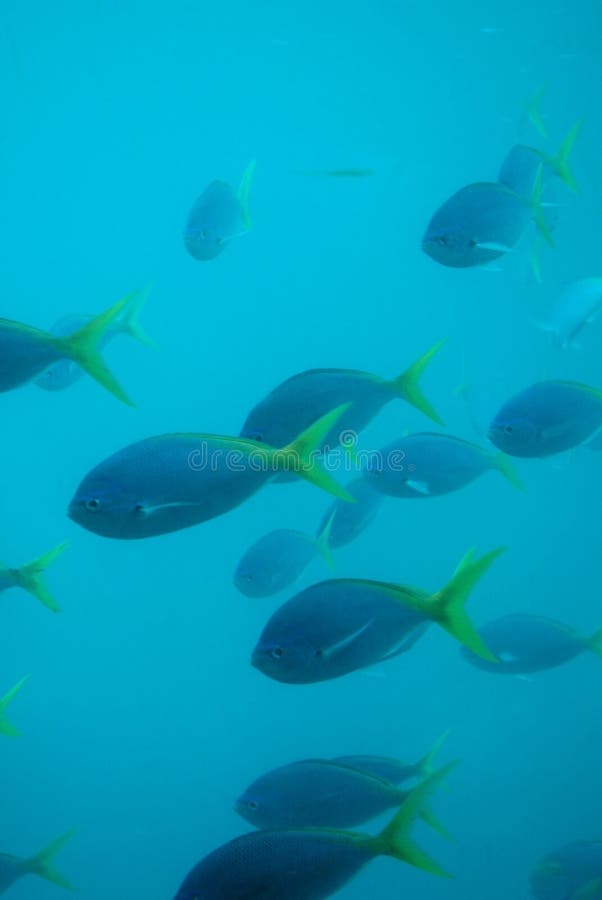 Fish - under water stock photo. Image of fish, great, barrier - 5875660