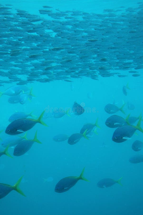 Fish - under water stock image. Image of marine, submerged - 5875731