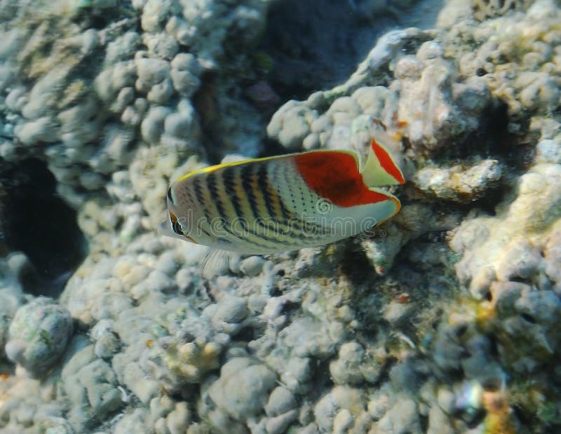 Fish under water stock photo. Image of bottom, ocean, blue - 7352832