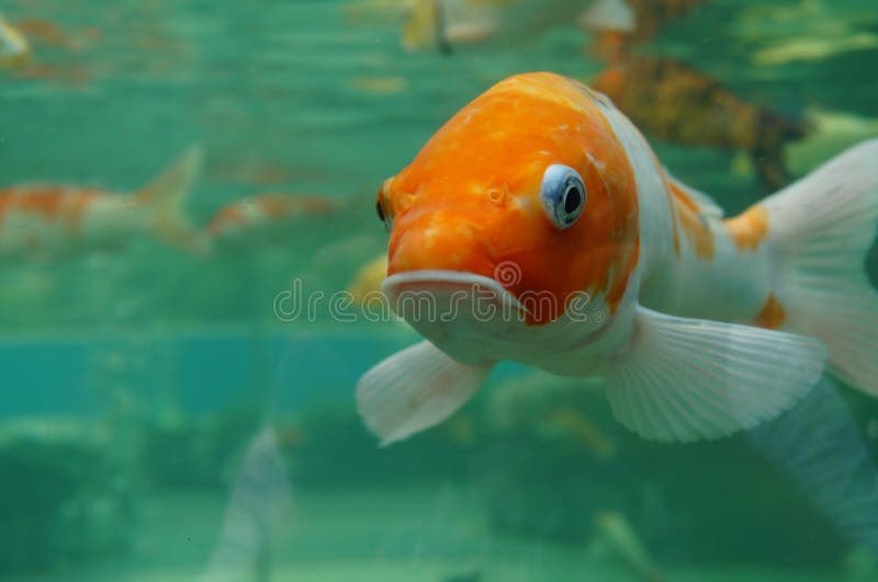 Fish under water stock image. Image of aquarium, grouper - 68555745