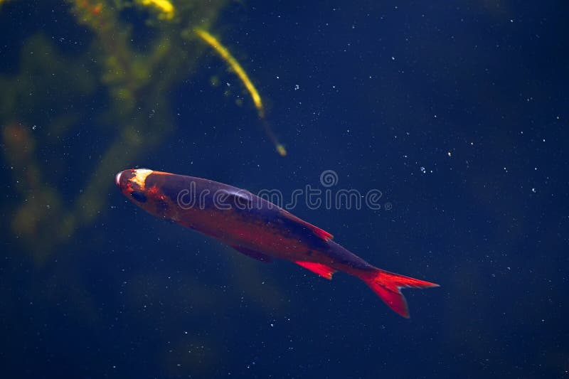 Fish Under Water Drone Footage. Fish Underwater from Above Stock Image ...