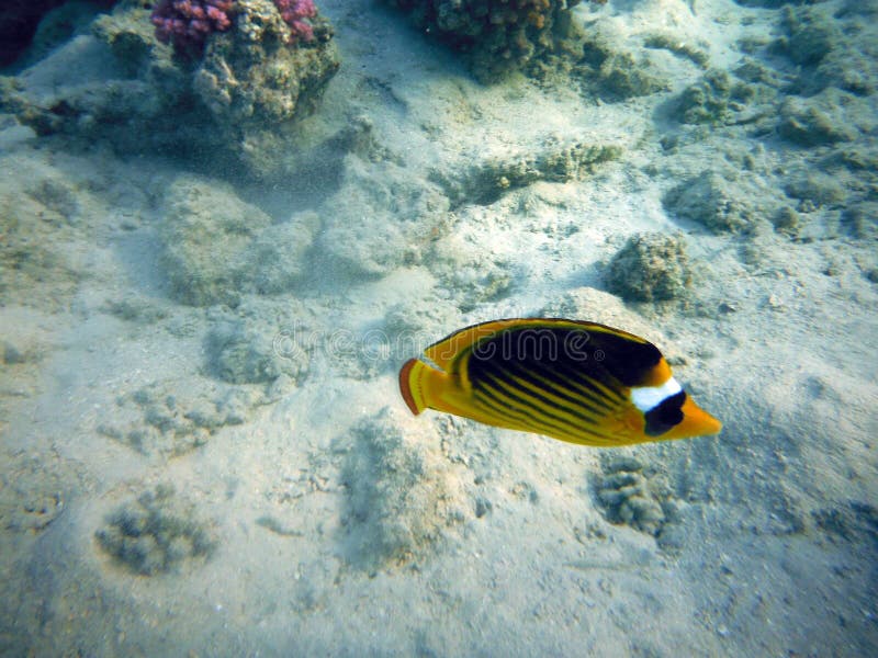 Fish under water stock image. Image of marine, aquarium - 83752199