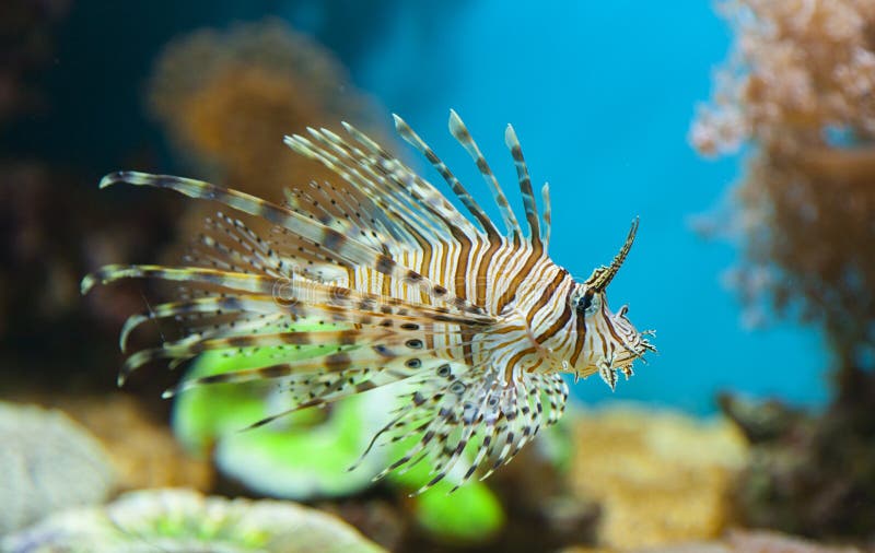 Fish under water stock photo. Image of life, space, underwater - 32608506