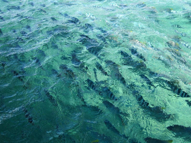 Fish Under the Water Surface in the Tropics Stock Image - Image of ...