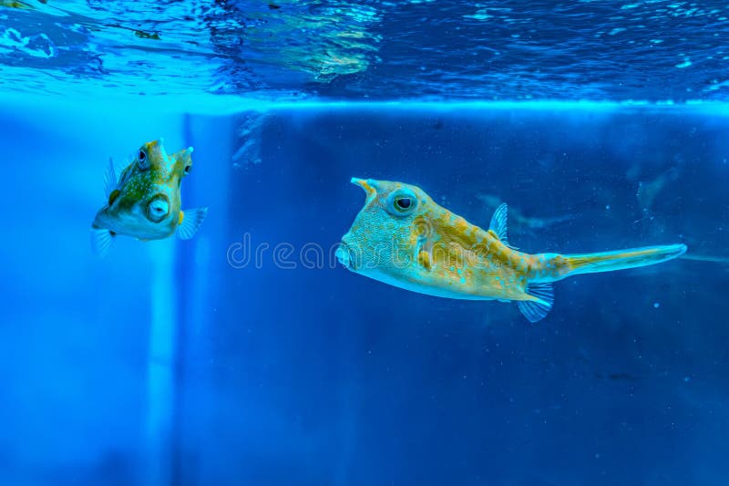 Fish Under Water, Yellow Trunk Cow Fish Lactoria Cornuta Stock Photo ...