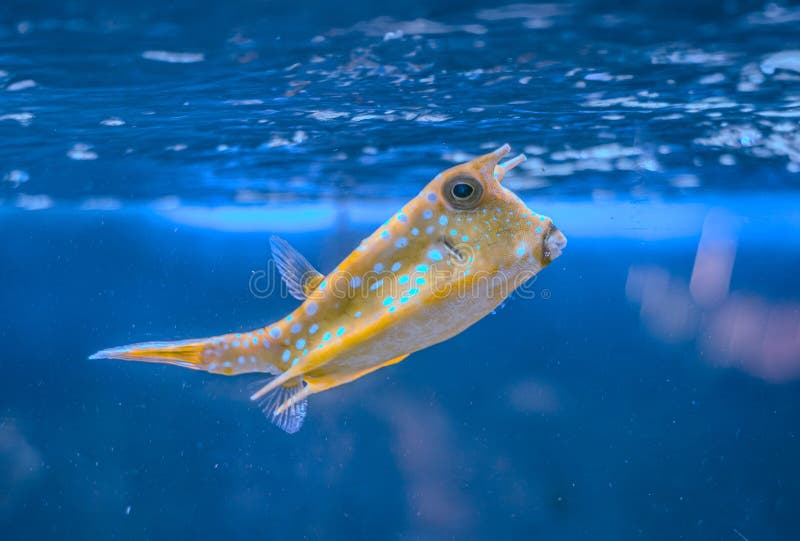 Fish Under Water, Yellow Trunk Cow Fish Lactoria Cornuta Stock Photo ...