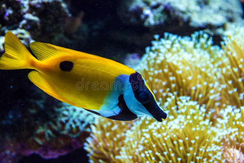 Fish under stock photo. Image of shallow, vivid, depth - 39368792