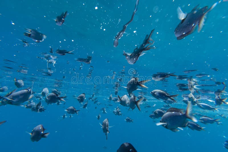 Fish Underwater stock photo. Image of animal, colorful - 29332328