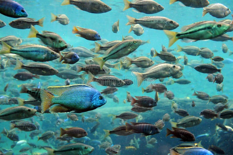 Fish Underwater stock photo. Image of water, fishing, moving - 5040980