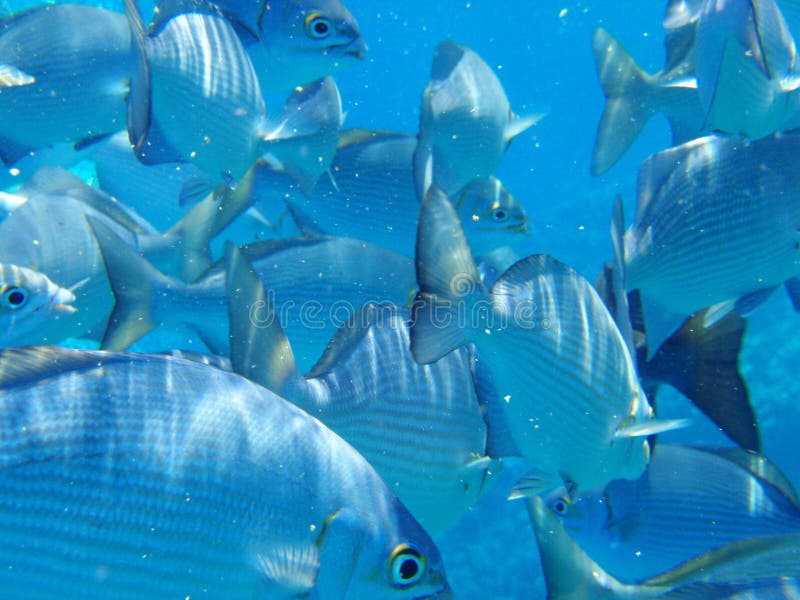 Fish underwater stock photo. Image of marine, maui, angling - 8212846