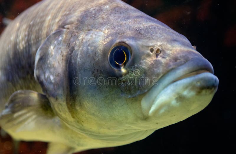 The Fish Underwater Close Up Stock Image - Image of fish, underwater ...