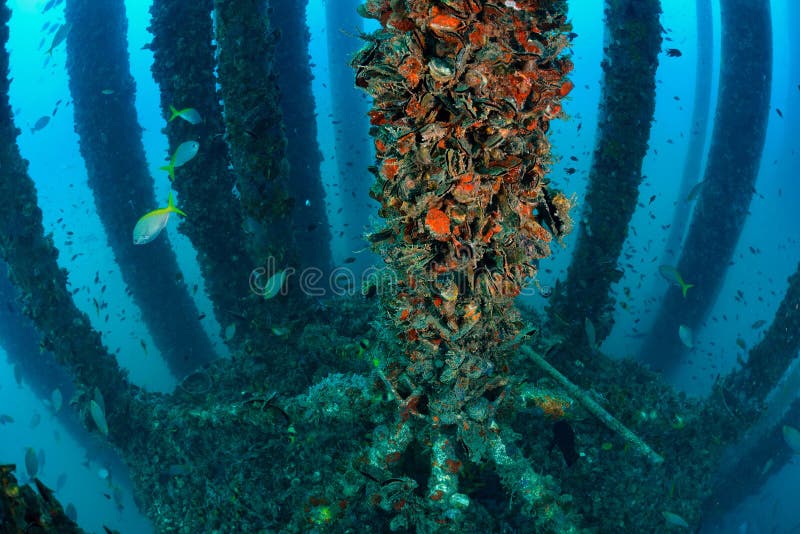 Fish Underwater Near Oil Rig Stock Image - Image of structure, drill ...