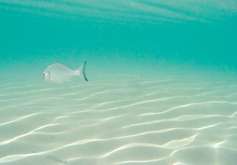 Fish stock photo. Image of underwater, fish, sand - 79421026