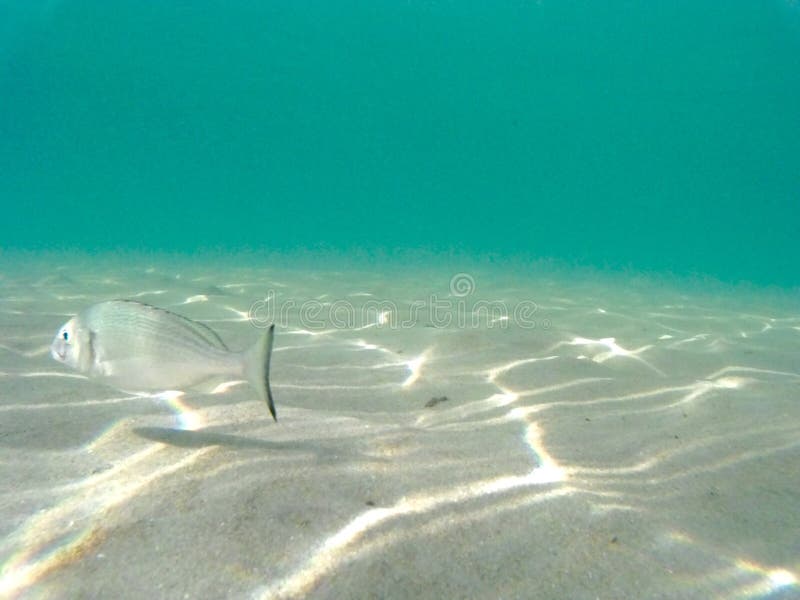 Fish stock image. Image of stingray, ocean, shoal, organism - 79421881