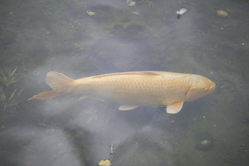 Fish. stock photo. Image of surface, pond, marine, fish - 53023236