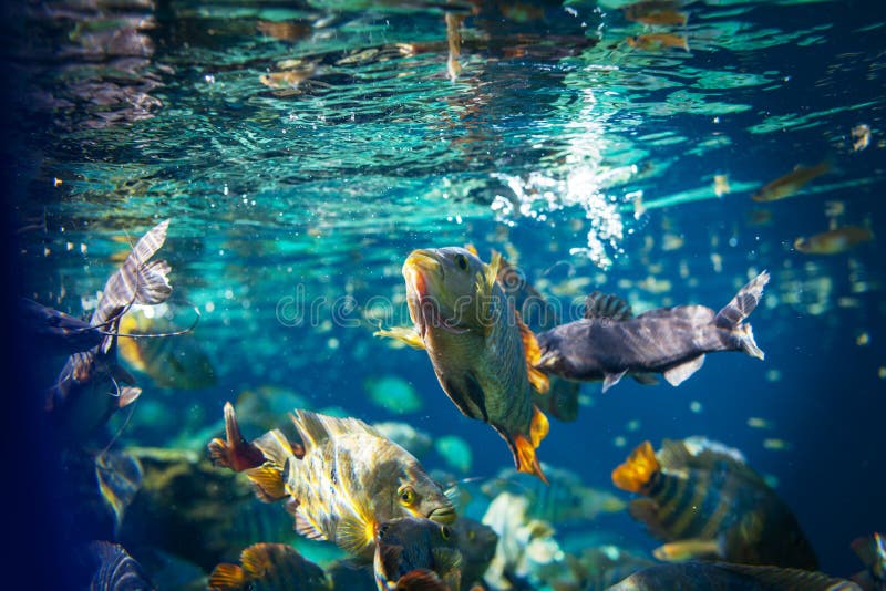 Fish underwater stock photo. Image of exotic, closeup - 54168680