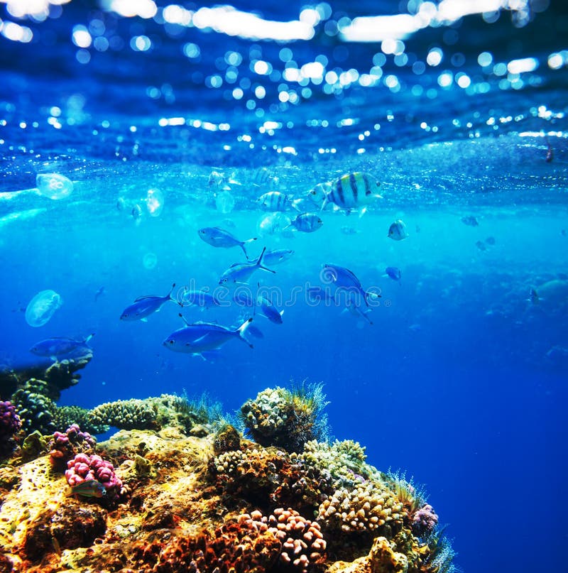 Fish underwater stock image. Image of travel, aquatic - 54169015
