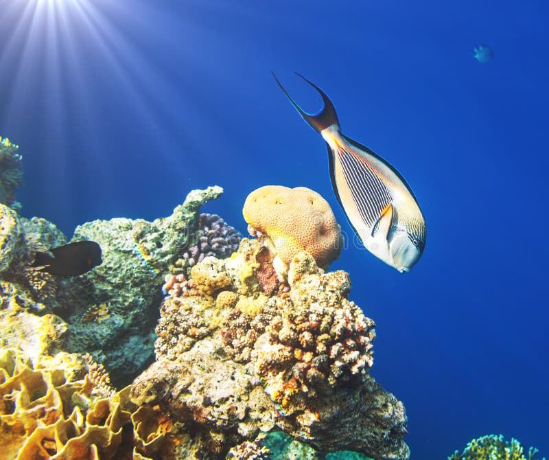 Fish underwater stock photo. Image of america, dive, aquatic - 54169452