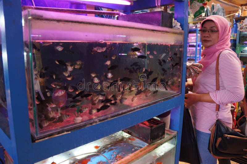 Fish editorial image. Image of central, recreation, fish - 54849875