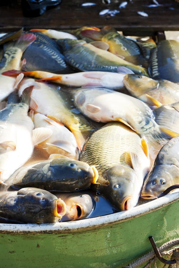 Fish in Vat during Harvesting Pond Stock Image - Image of outdoors ...