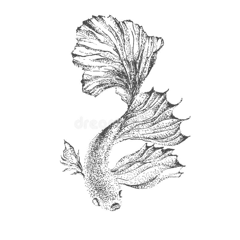 Fish Vector Illustration Hand Drawn in Gray and White Stock Vector ...