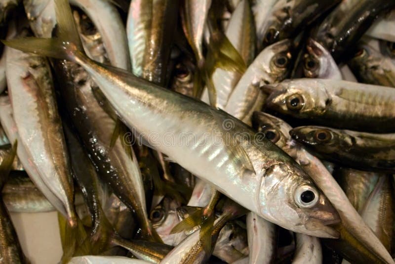 Fish stock photo. Image of fishing, fresh, hook, angle - 92954866