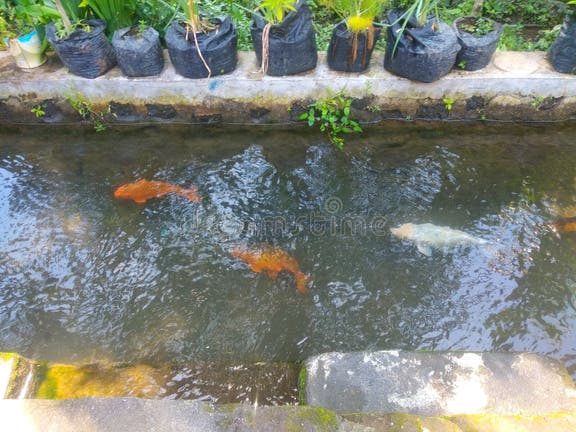 The Fish stock photo. Image of outdoor, sakana, water - 262161702