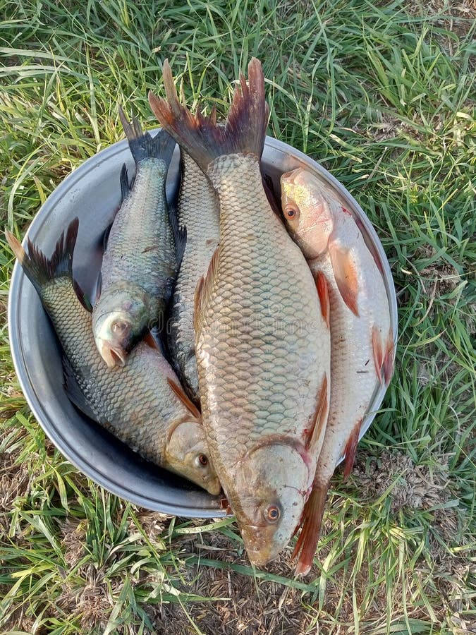 Fish in a Village Rural Sindh Pakistan Stock Photo - Image of sindh ...