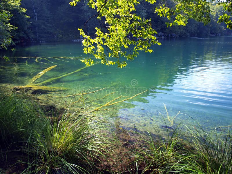 Fish Visible in Clear Water, Blue Lake in Plitvice, Croatia Stock Photo ...