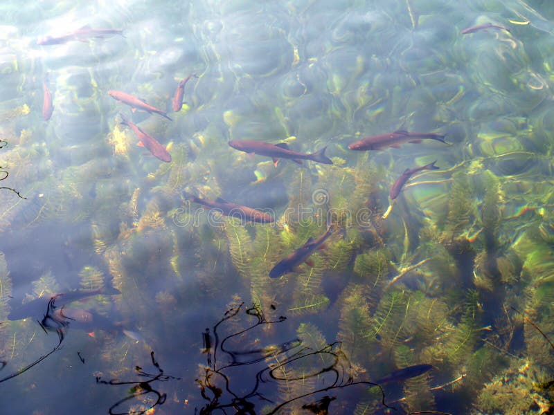 Fish Visible in Clear Water, Blue Lake in Plitvice, Croatia Stock Image ...