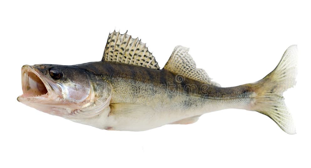 Fish stock photo. Image of freshwater, fishbase, pike - 45573096
