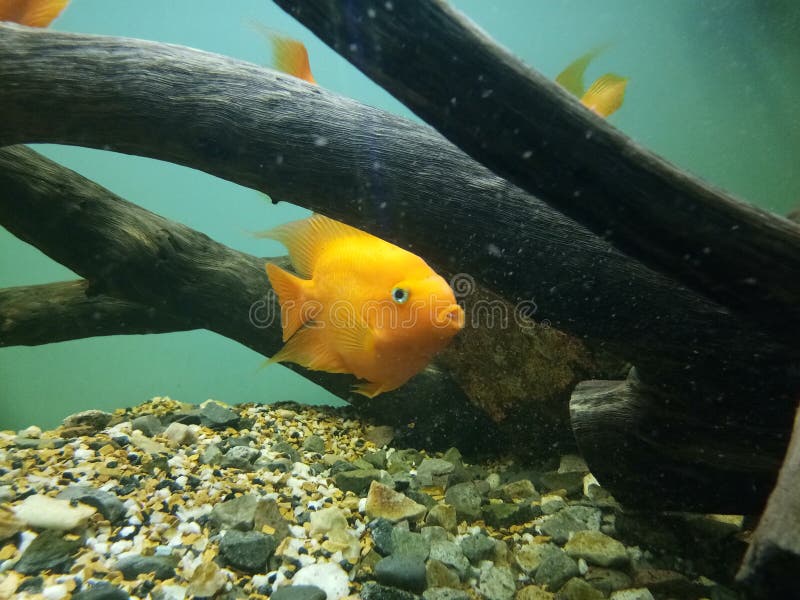 Fish stock photo. Image of wallpaper, nice, fish, rocks - 129637776