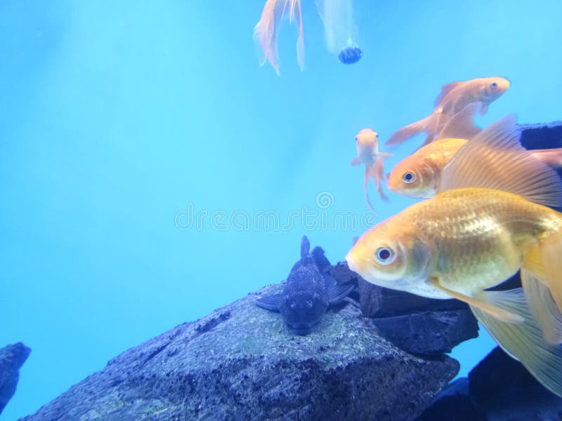 Fish stock photo. Image of nice, wallpaper, rocks, fish - 130041206