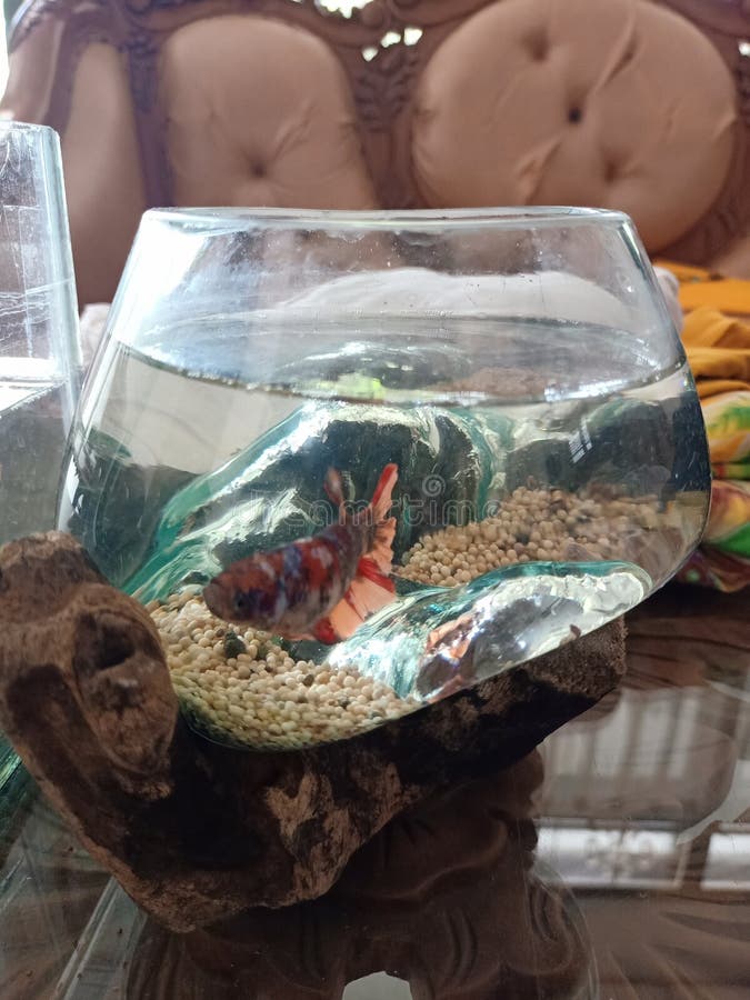 Fish warrior stock photo. Image of colour, warrior, aquarium - 221898964