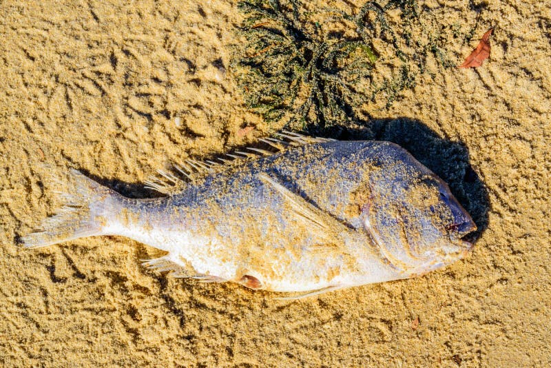 Fish Washed Up on the Shore Stock Photo - Image of ocean, environment ...