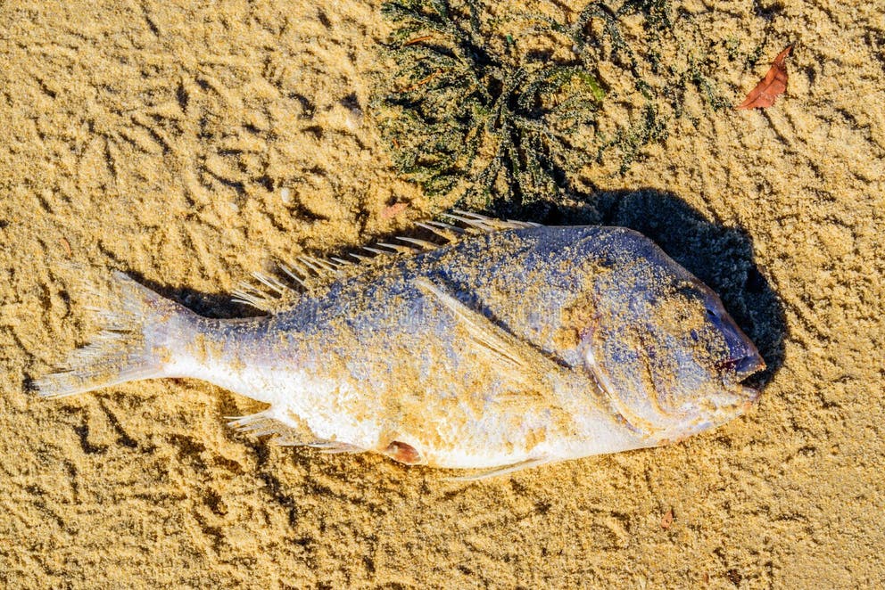 Fish Washed Up on the Shore Stock Photo - Image of ocean, environment ...