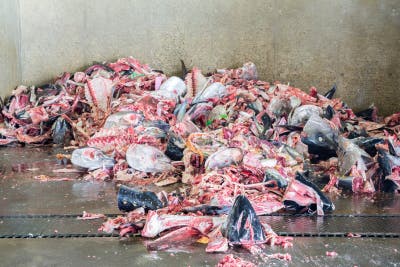 Fish waste garbage stock image. Image of peels, garbage - 35976163