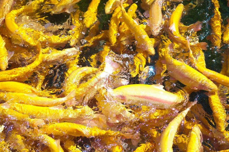 Fish in water. stock photo. Image of clear, healthy, diet - 14620750