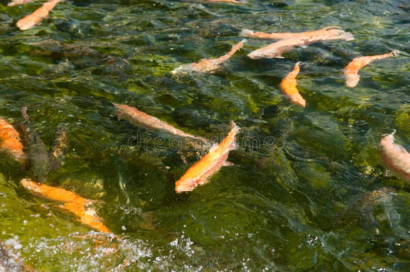 Fish in water. stock image. Image of lake, life, dinner - 14620757