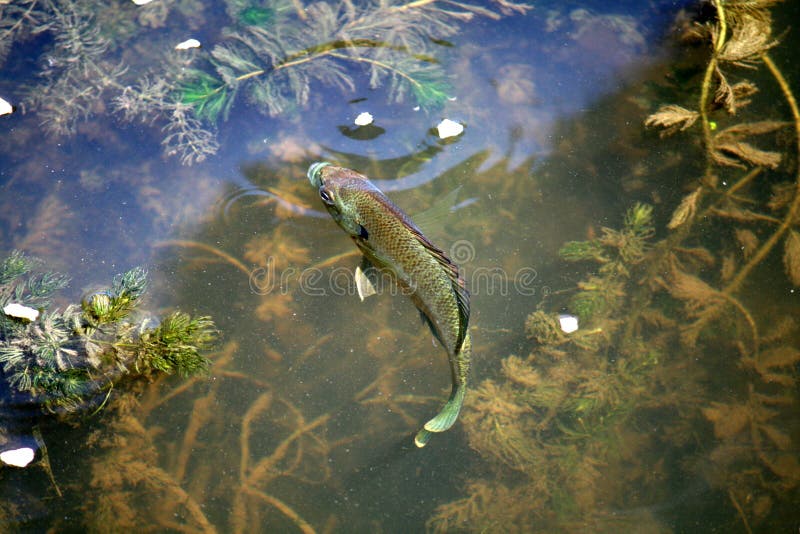 The Fish in water stock photo. Image of wilderness, water - 15283846