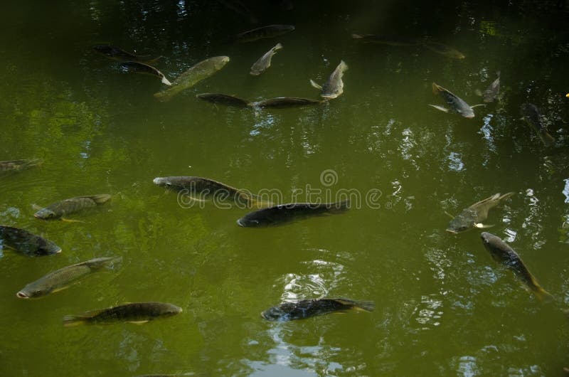Fish in water stock image. Image of environment, fauna - 22093387