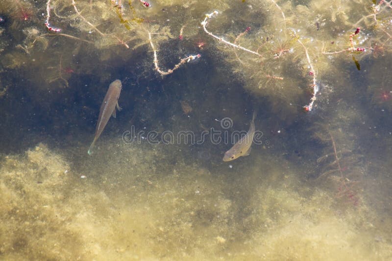 Fish in the water stock image. Image of green, natural - 236508149