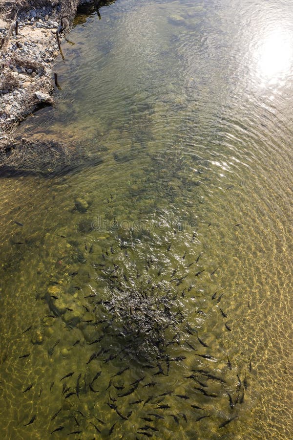 Fish in the water stock image. Image of dead, life, food - 243803117