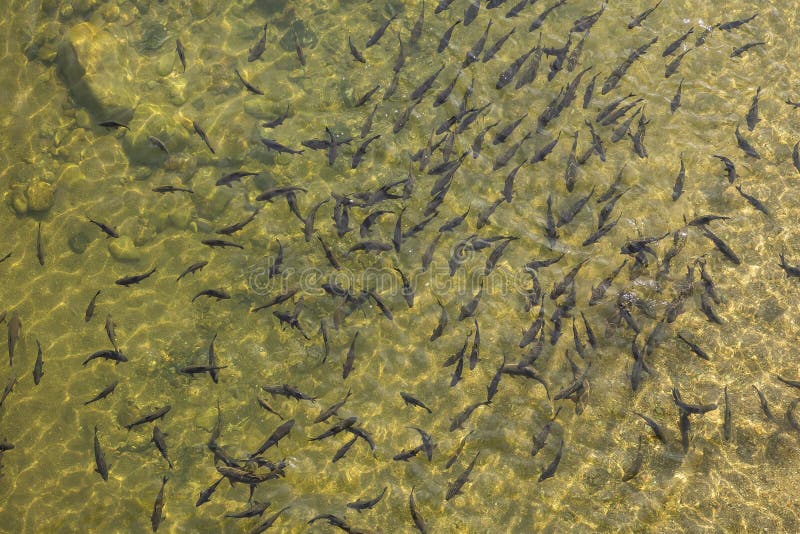 Fish in the water stock photo. Image of fish, white - 243803128