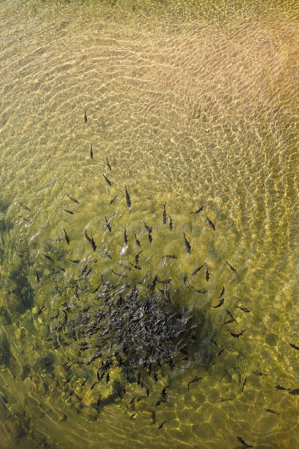 Fish in the water stock photo. Image of pollution, deep - 243947188