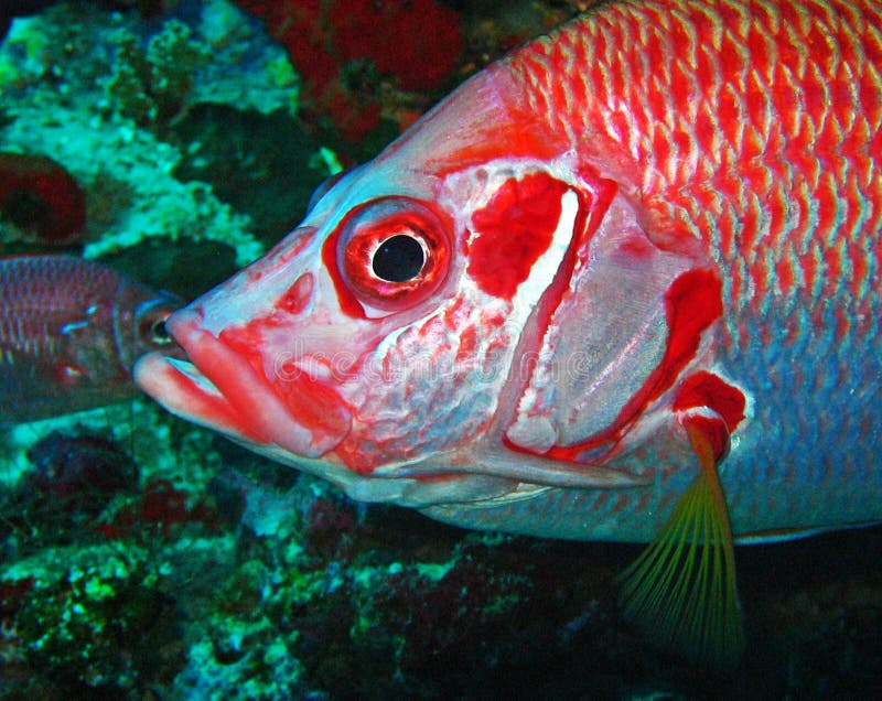 Fish in the water stock image. Image of life, orange, diving - 4268441