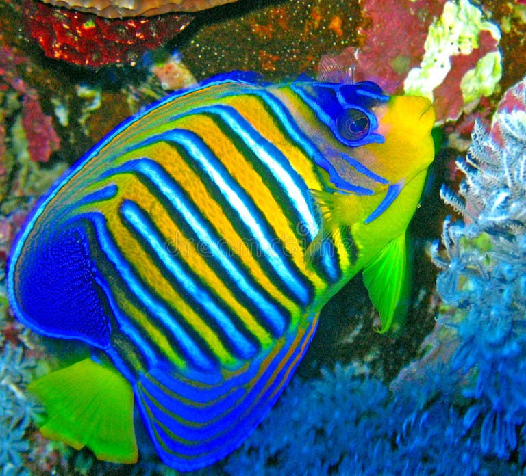 687 Fish Sol Stock Photos - Free & Royalty-Free Stock Photos from ...