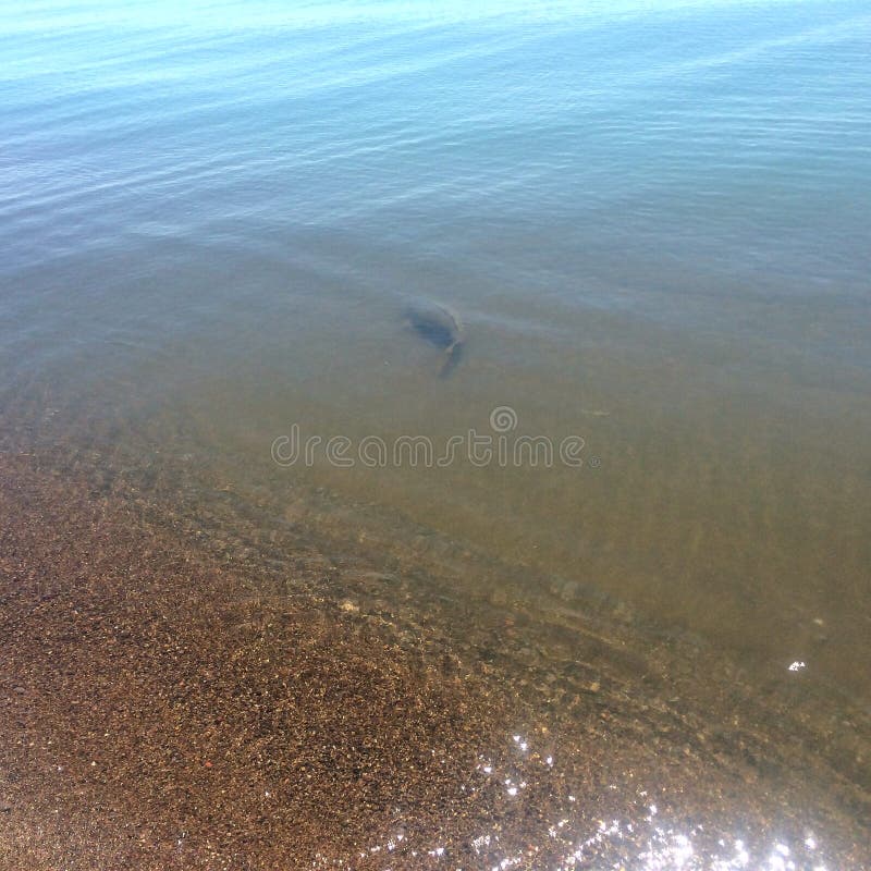 Fish water coast stock image. Image of beautiful, fish - 78119393