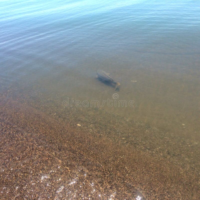 Fish water coast shore stock photo. Image of fish, coast - 78119342