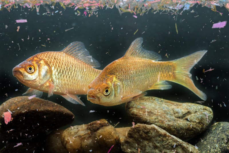 Fish in Water Contaminated with Micro Plastic Stock Image - Image of ...